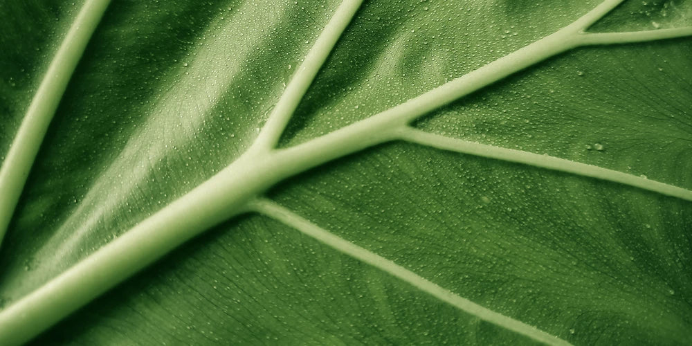 Compléments alimentaires naturels d'origine végétale – Sea simple